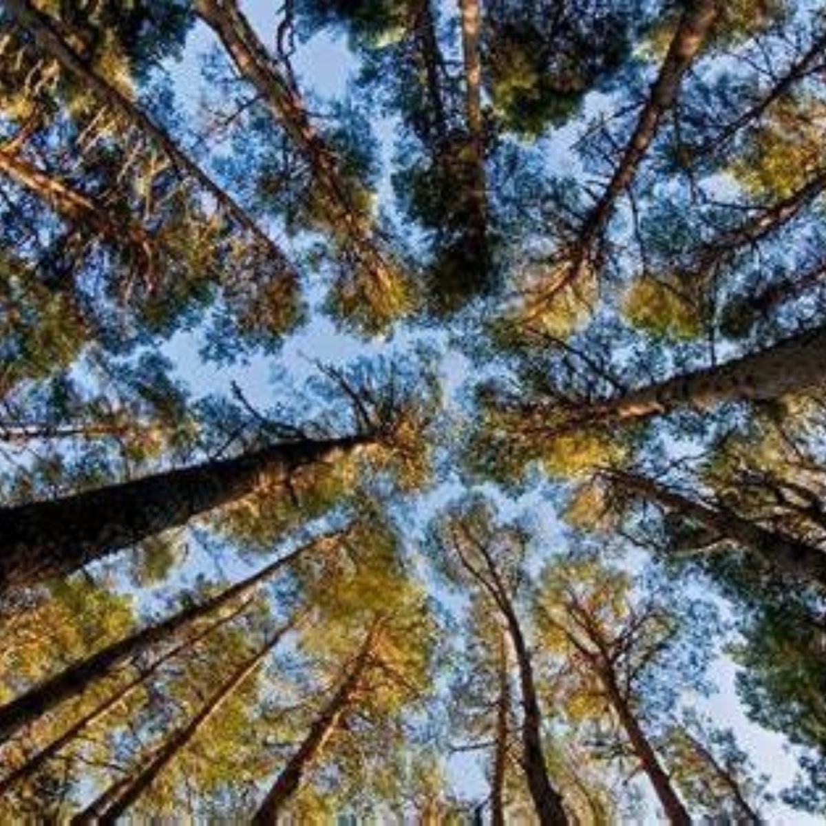 Spring Common Academy - Yay Day 2021