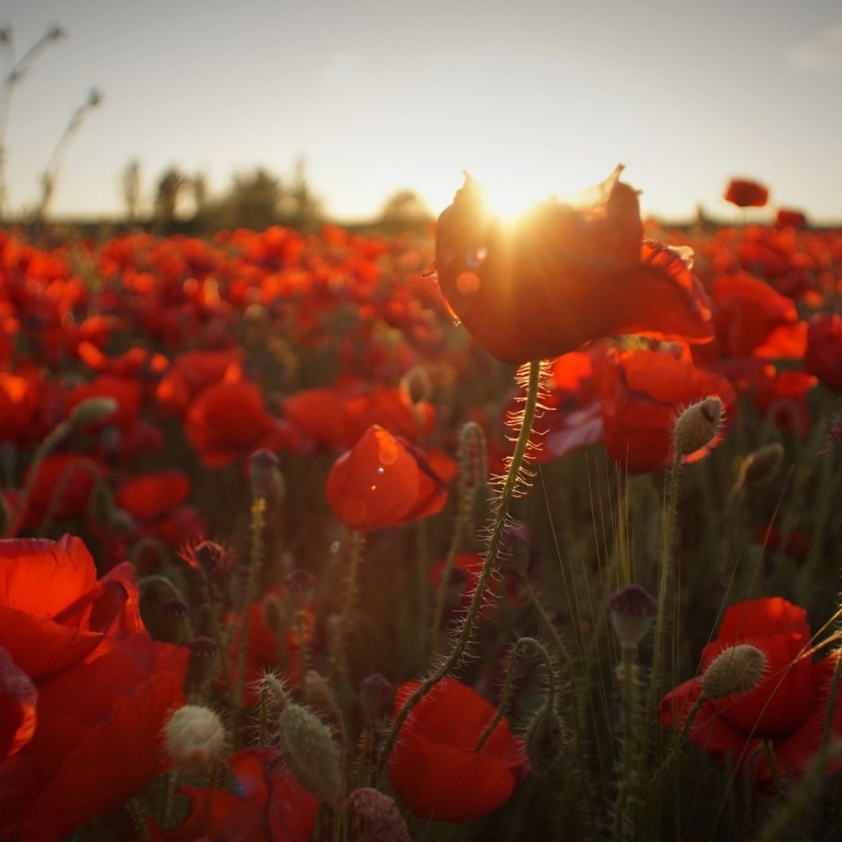 Spring Common Academy - Poppy Appeal 2022